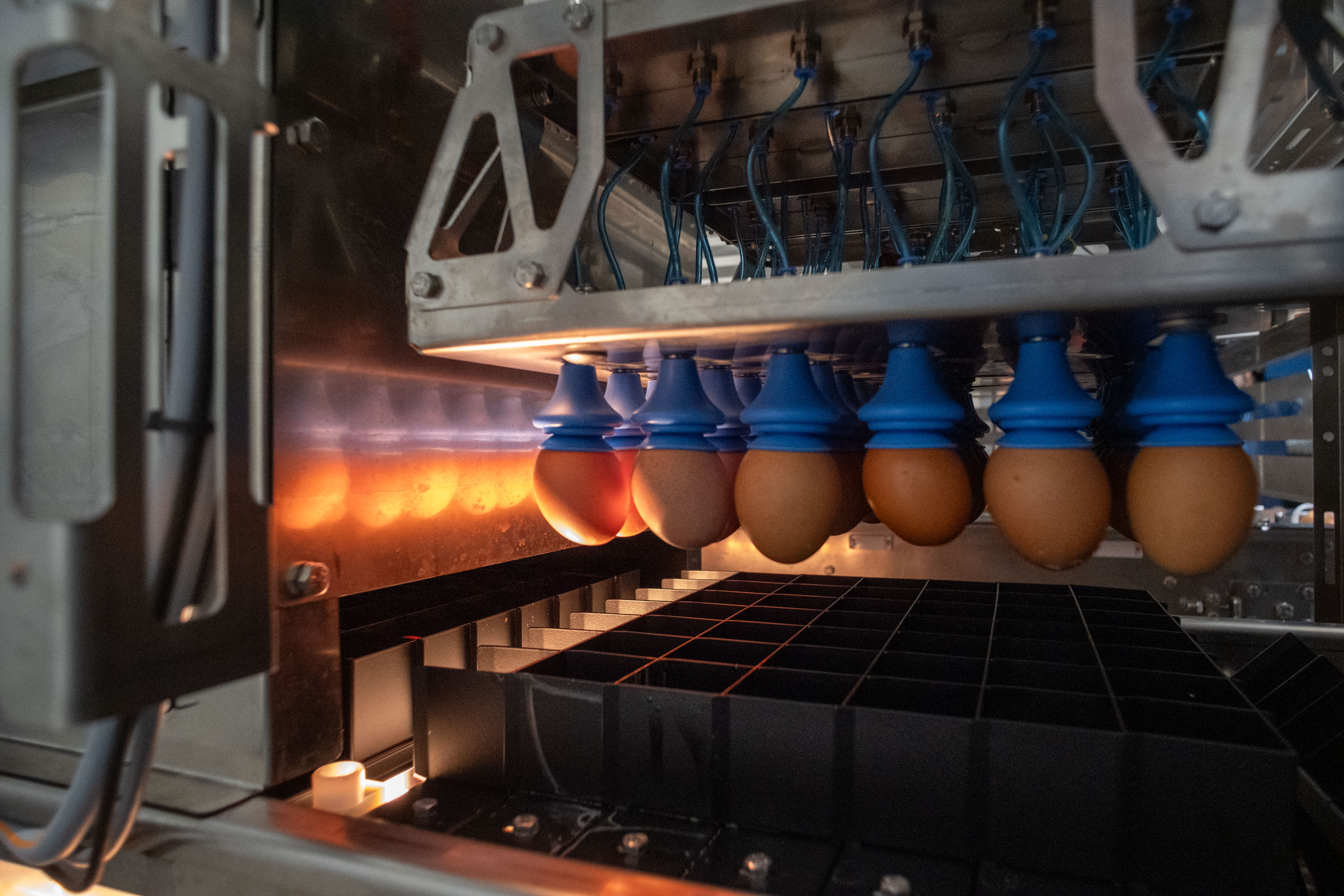 Revolutionary, Non-Invasive In-Ovo Sexing Technology Makes History as ...